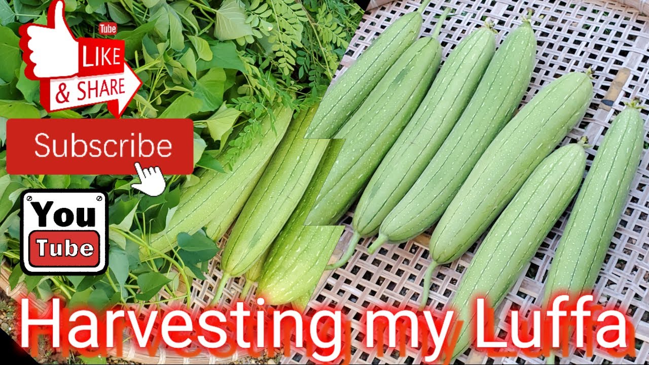 Harvesting my Luffa - YouTube
