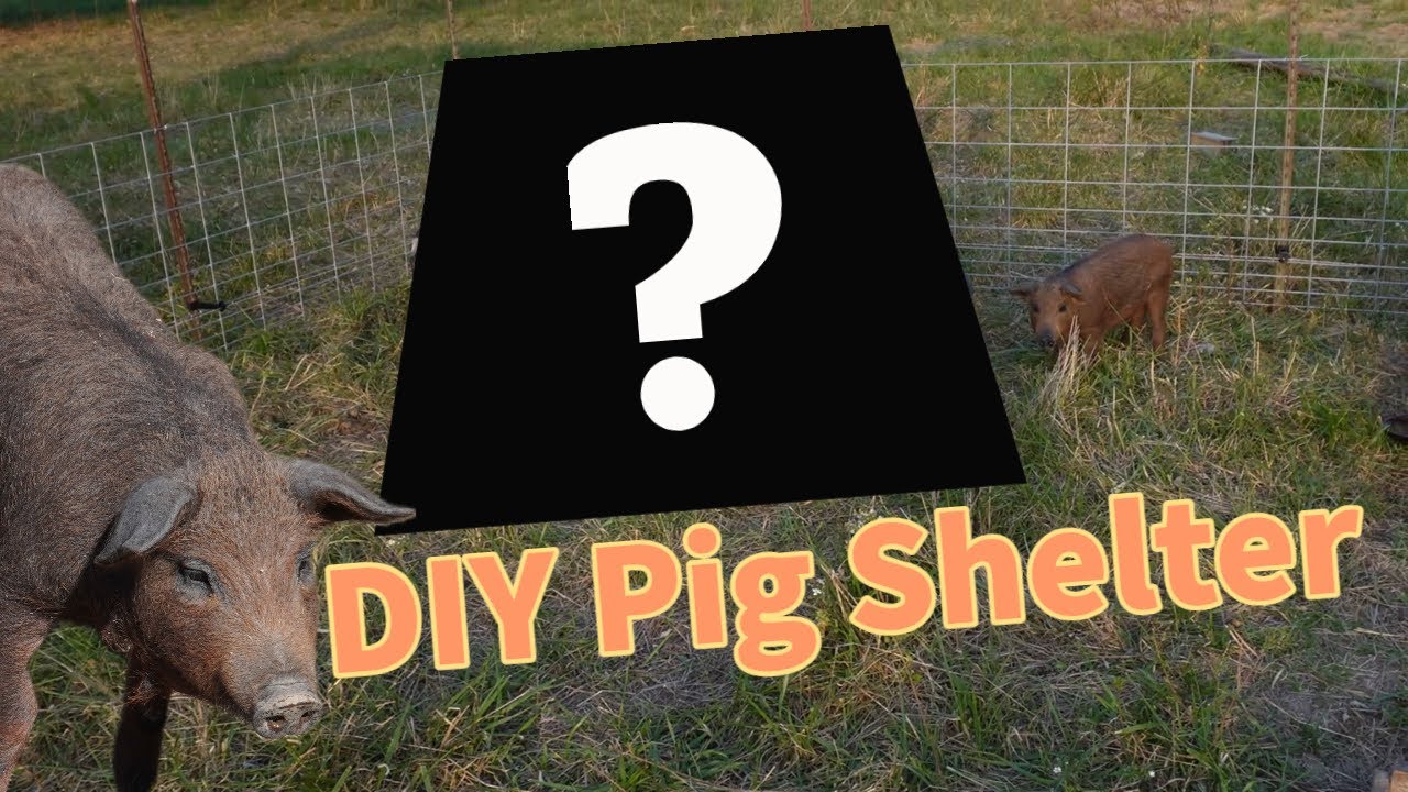 How To Build A Pig Shelter For Free Well Almost YouTube how-to-build-a-pig-shelter-for-free-well-almost-youtube