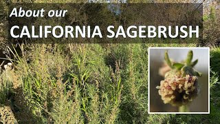 About our CALIFORNIA SAGEBRUSH Artemisia Californica.  Facts, Identification, Flowers, Coto de Caza