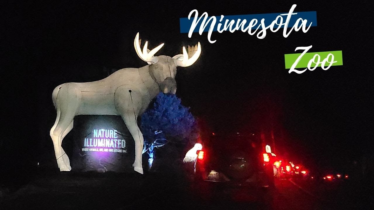 Minnesota Zoo Nature Illuminated New Event - YouTube