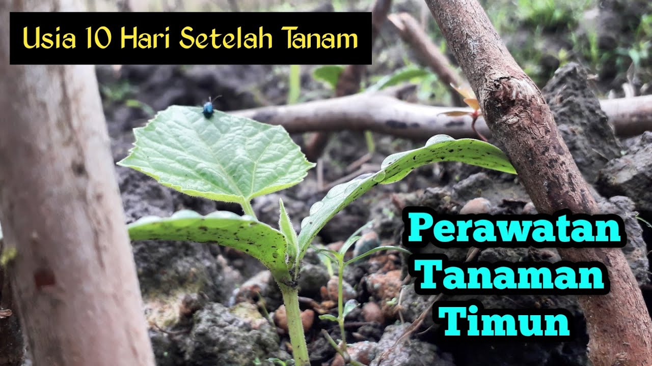 Perawatan Tanaman Timun di Usia Muda dengan Pestisida yang Tepat ...