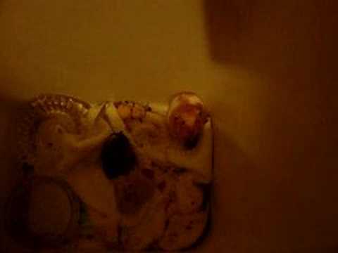 Crying Hamster - YouTube