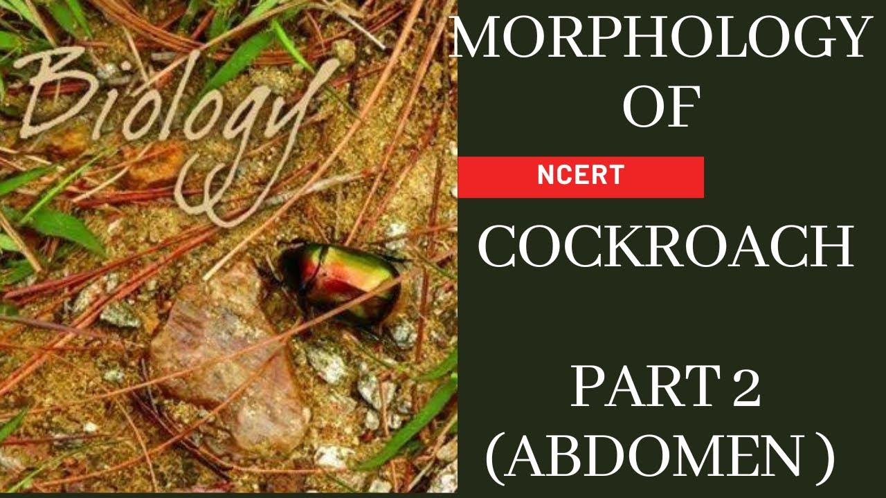 NCERT biology class 11 chapter seven ,morphology of cockroach, abdomen ...