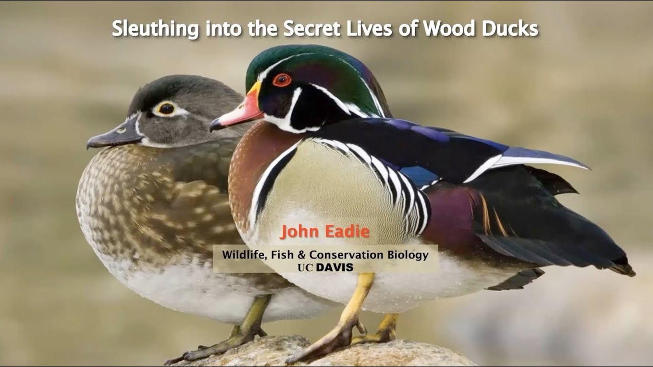 Female Wood Duck