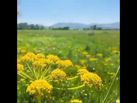 hayırlı mutlu akşamlar olsun inşallah amin 🌷🎶🌷🎶🌷