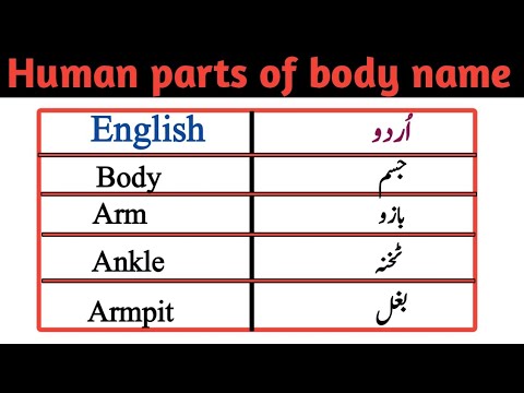 Parts of the Body in English ! Basic parts of body ! Listen and ...