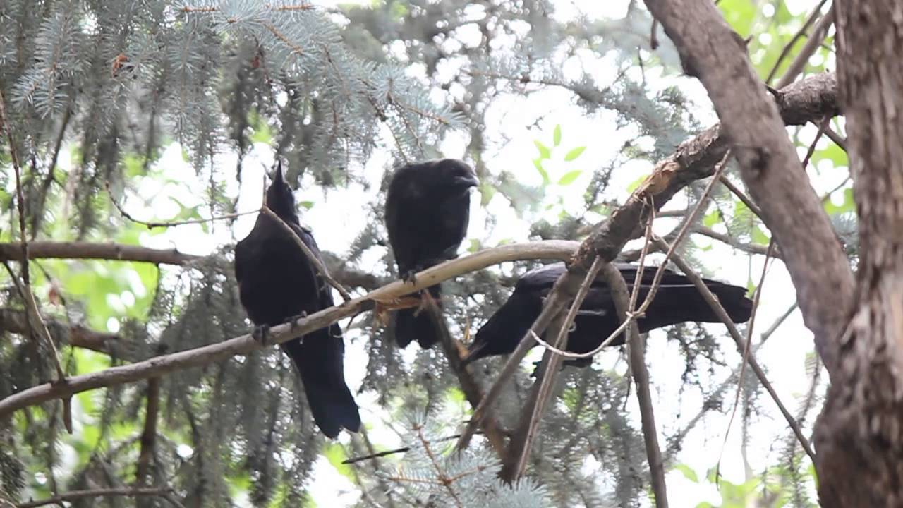 Juvenile Crows Playing - YouTube