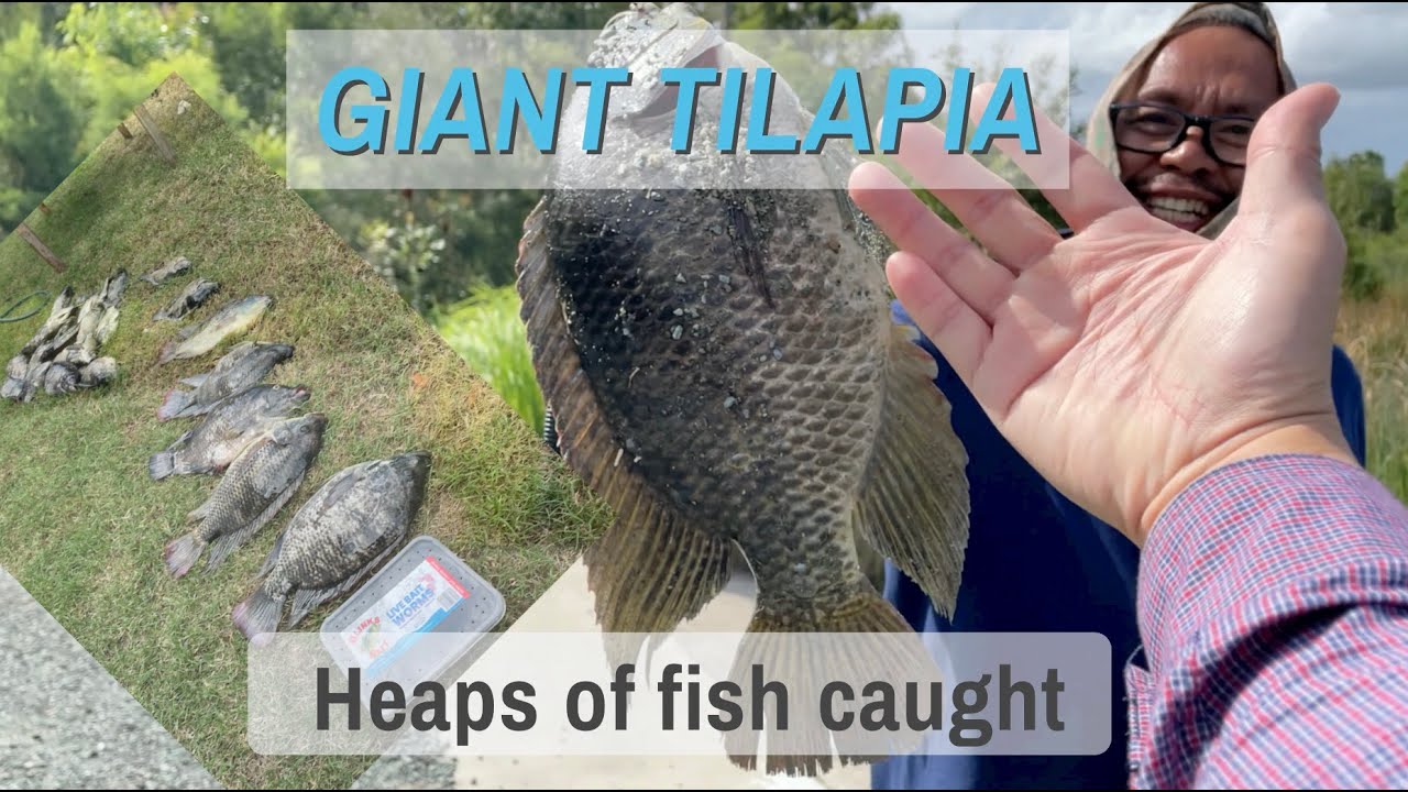 ROCK FISHING REDCLIFFE | HEAPS OF FISH ON OUR 2ND SPOT | Part 2/2 - YouTube