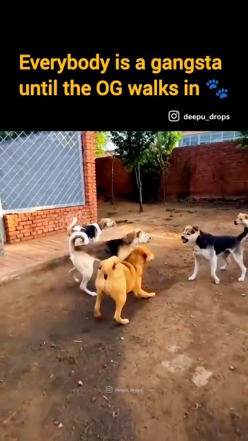 Gangstar dogs everybody leader..💀 - YouTube