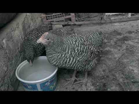 Amrock chicken 2