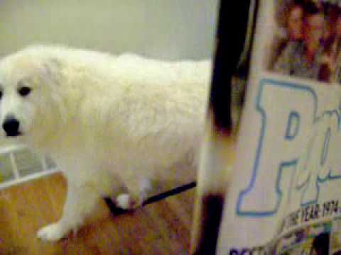 Skah, the big, scary guard dog - YouTube