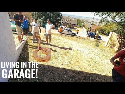 This BIG Cape Cobra was hiding in their garage!