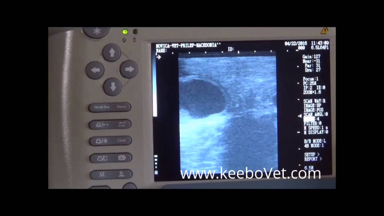 Pregnancy In Dairy Cow Of 41 Days, Diagnosed Using KX5100V Animal ...