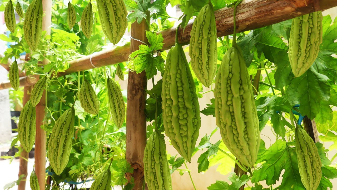 Aimez-vous le melon amer ? prendre 3 mois pour faire pousser du melon ...