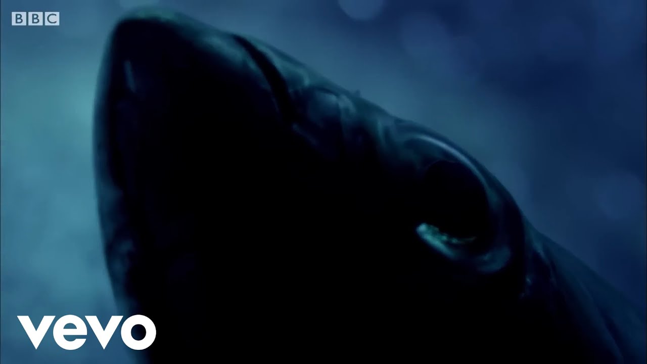 i am just a fish - cover [offishal music video] - YouTube