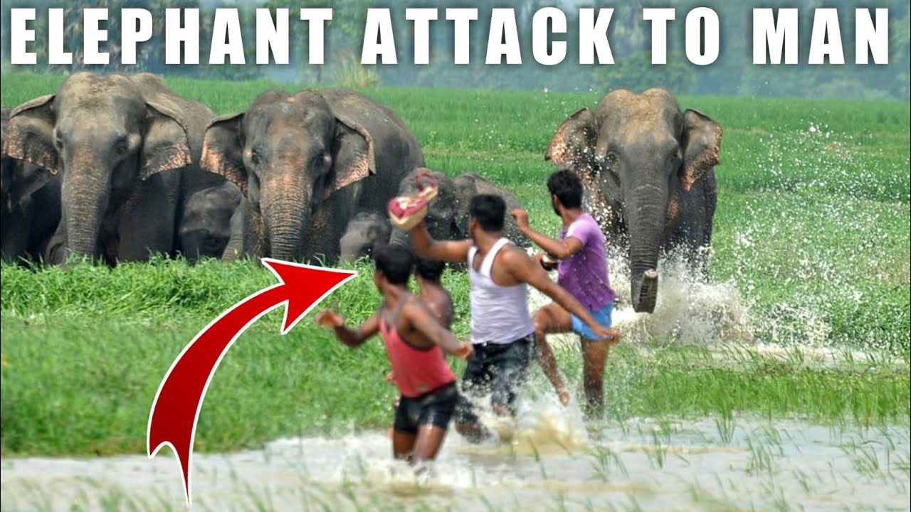 Angry Wild Elephant Attack 😱😱 || Man V/S Wild Elephant 🔥 || Neel Mukul ...
