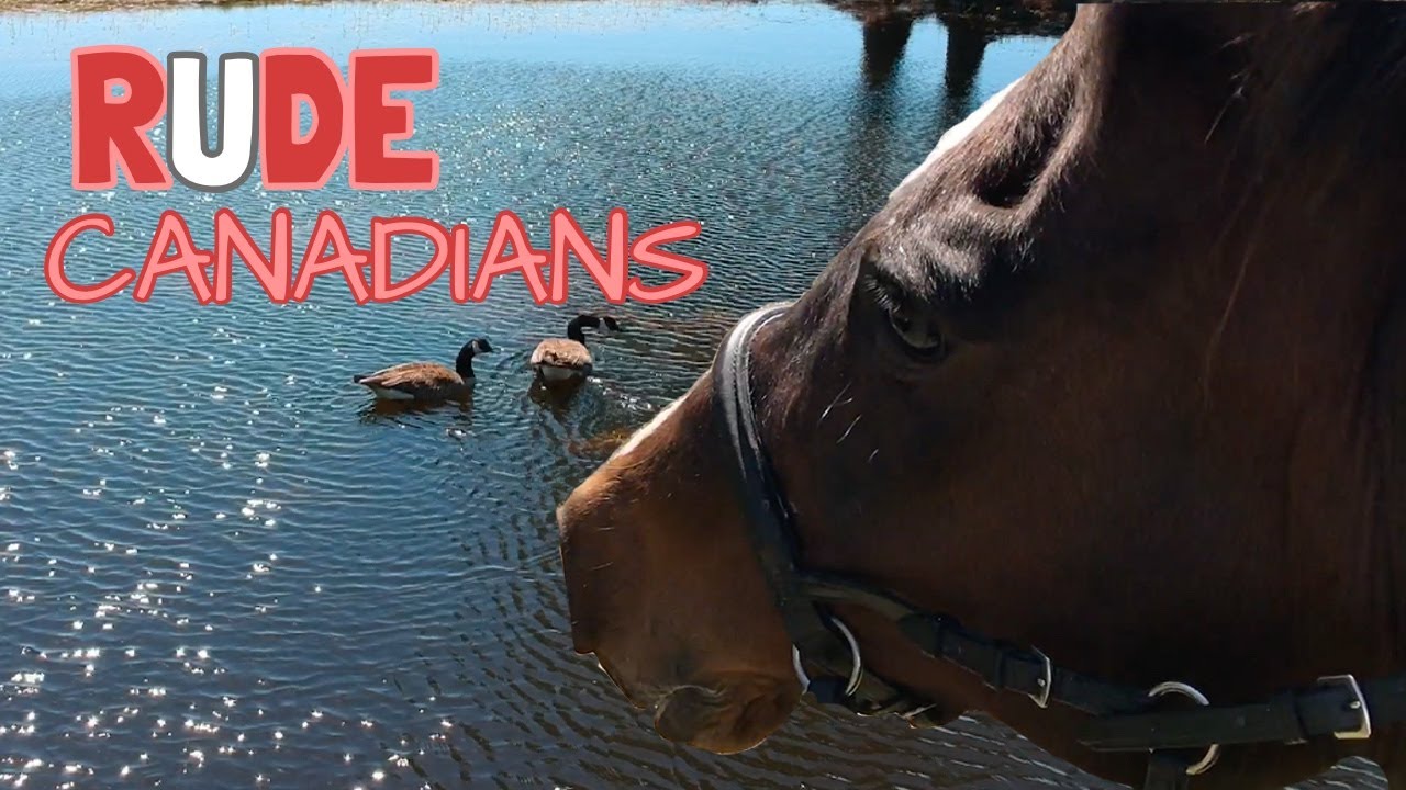 The RUDEST Canadians I've ever met - YouTube