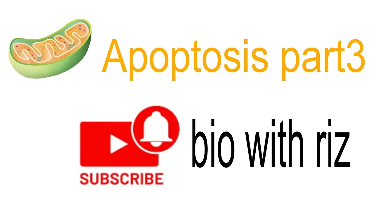 intrinsic pathway of apoptosis - YouTube