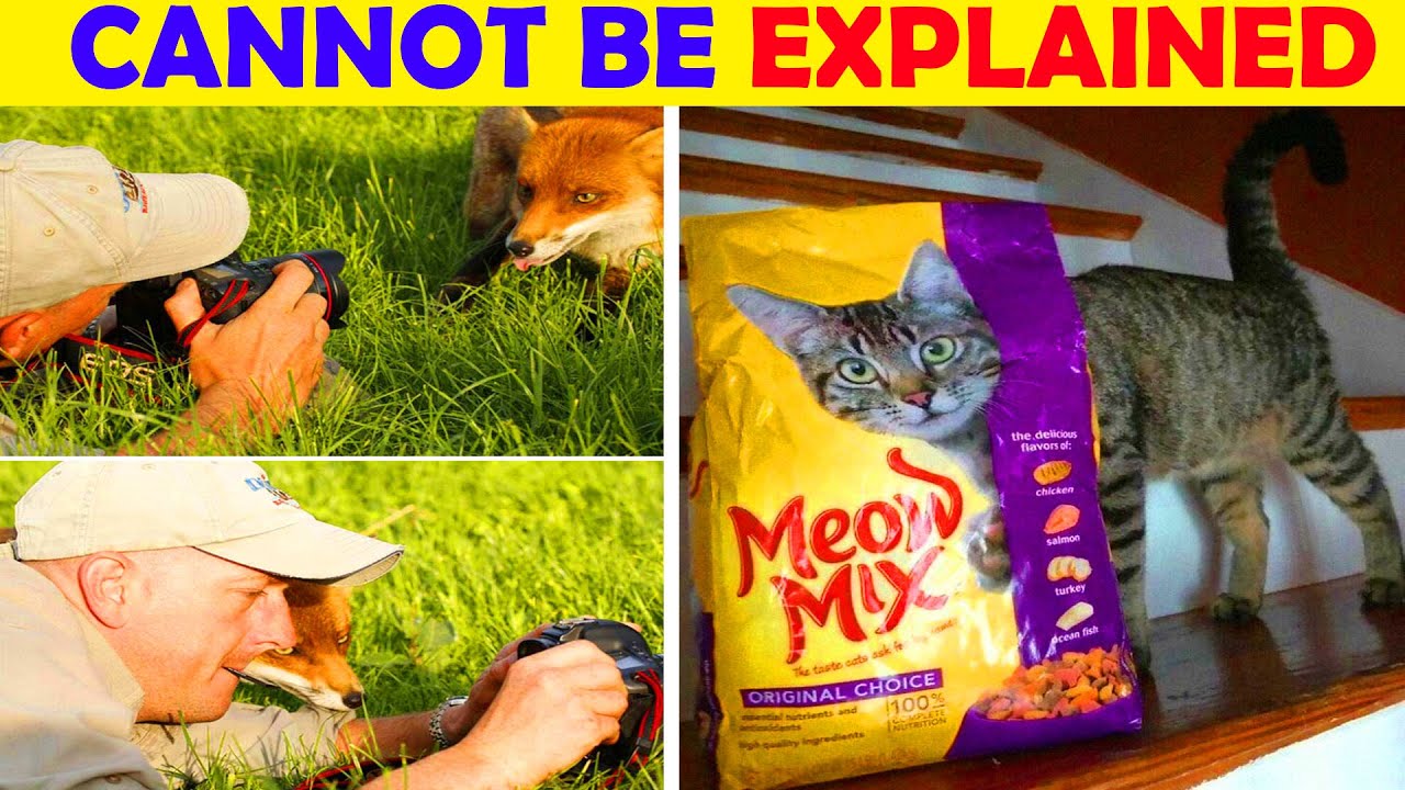 Weird Animal Pics That “Cannot Be Explained” | Animals Diaries - YouTube