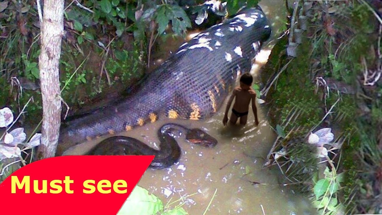 The Amazing Wildlife of Siberia BBC Wildlife Documentary Films - YouTube