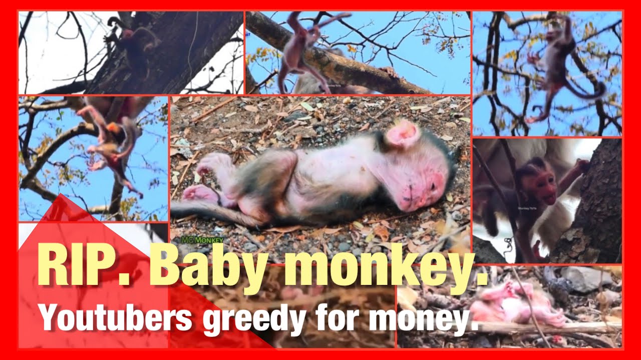 Baby monkey stick to mother - YouTube
