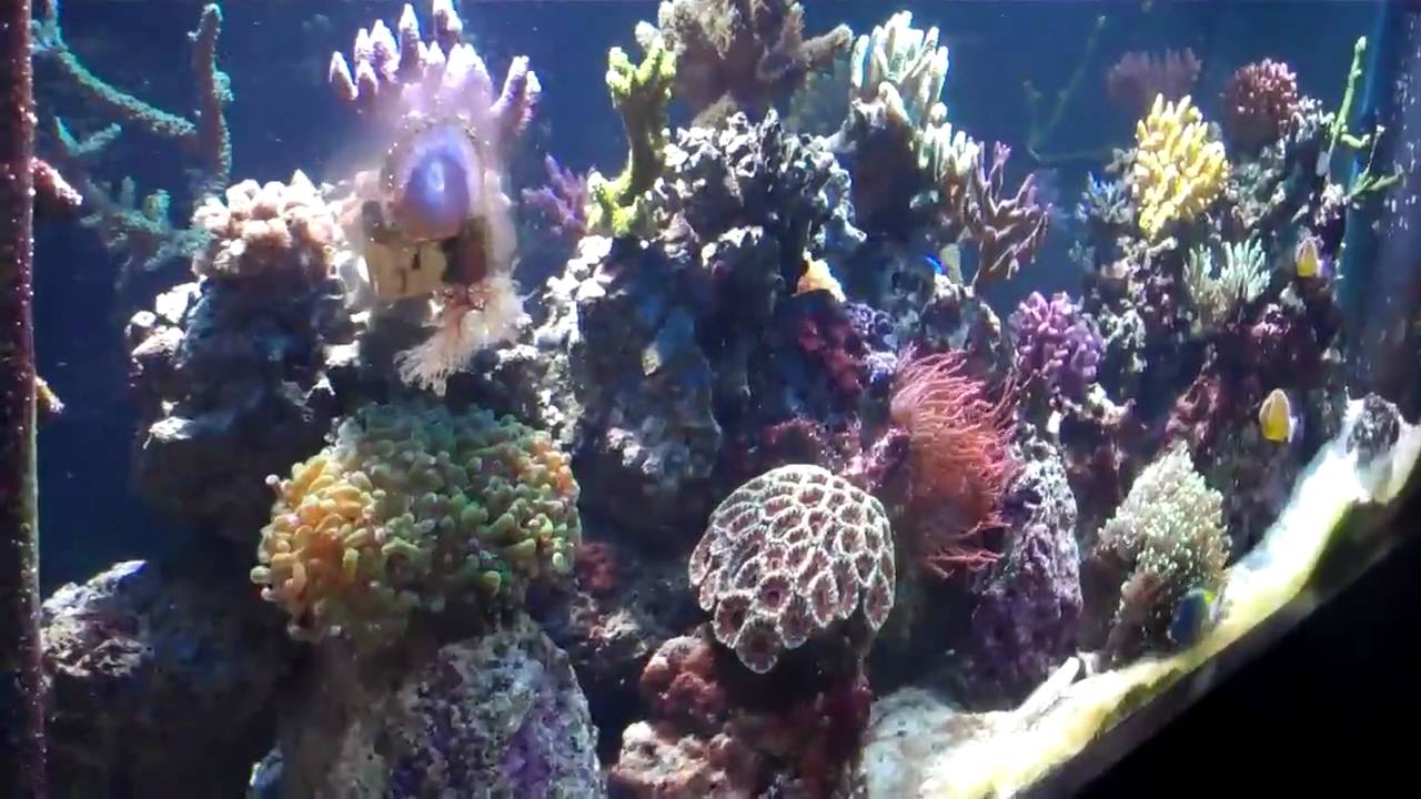 180 Gallon Reef Tank - YouTube