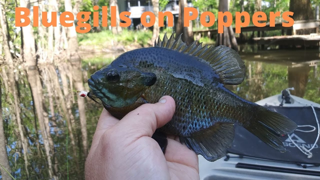 Bluegills on Poppers - YouTube