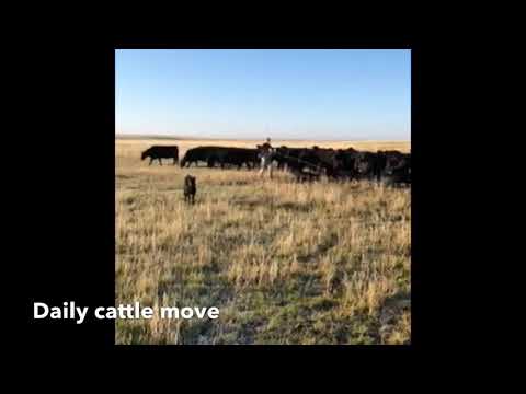 Daily cattle move