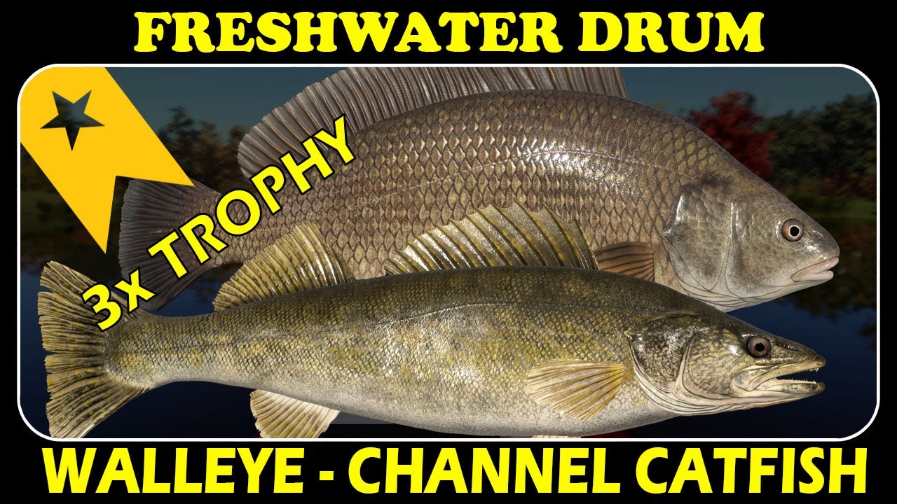 ELK LAKE - WALLEYE - FRESHWATER DRUM - CHANNEL CATFISH - TROPHY ...