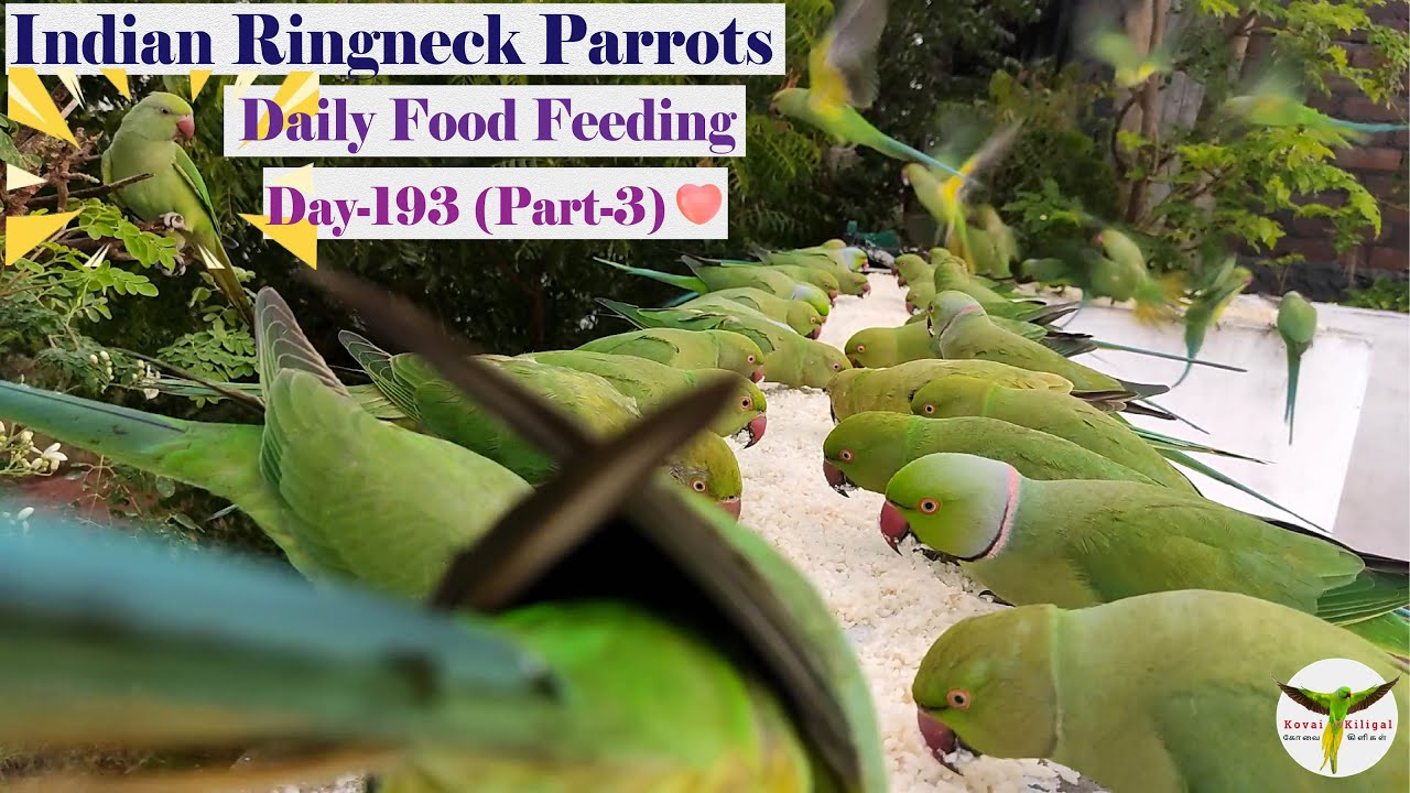 Indian Ringneck Parrot Eating Soaked Rice | Daily Feeding Day 193 ...