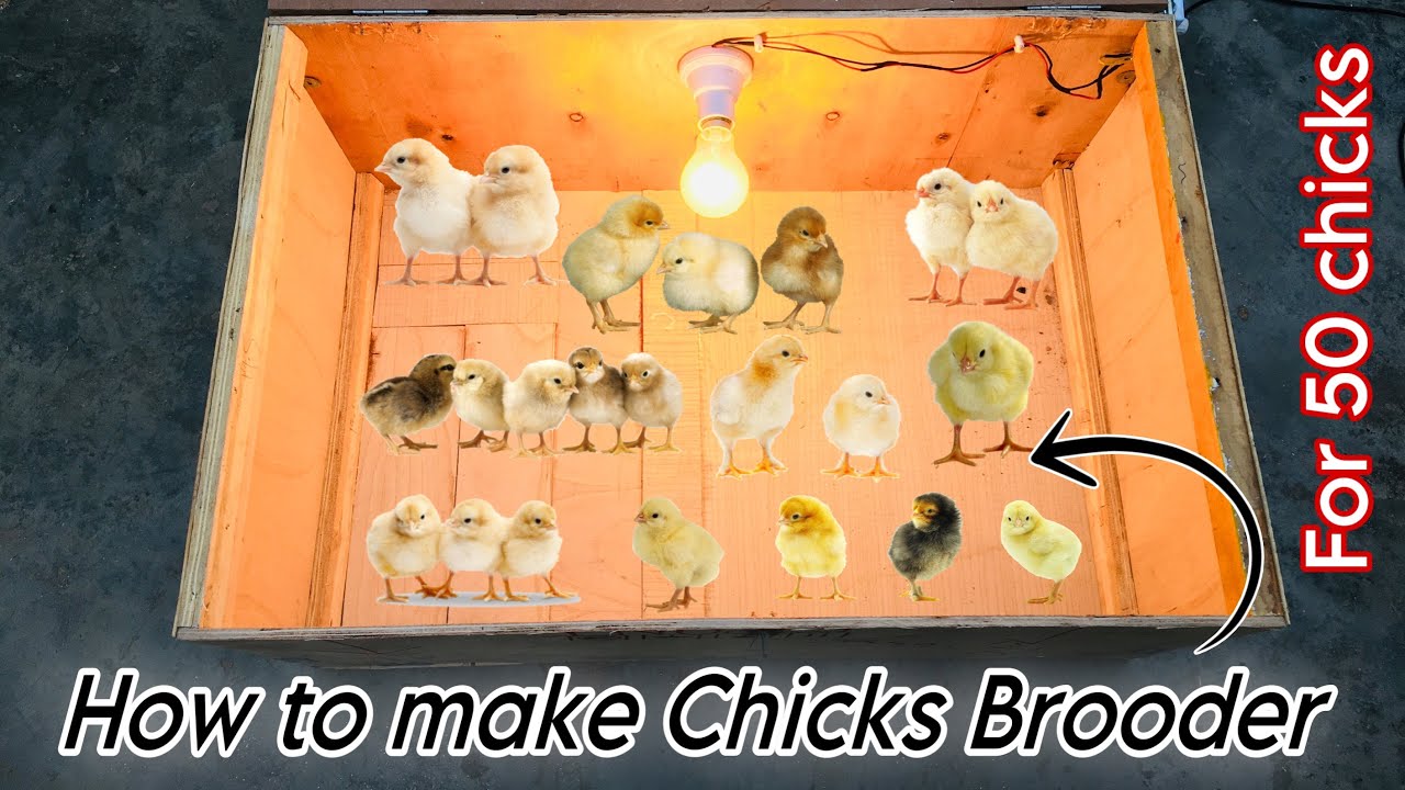 How to make chicks brooder | Brooder banane ka tarika | DIY Chicken ...