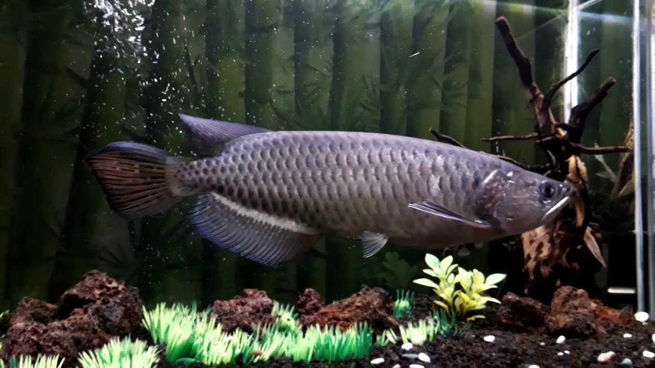 8 Kumpulan Gambar Ikan Arwana Jardini Batik Gold Wallpapers - Ikan ...