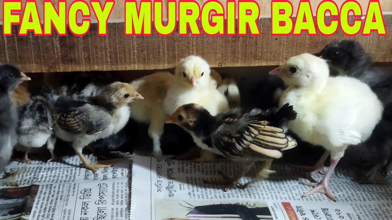 Fancy Breed Chicks / Variety fancy Chicks / Abalata Farming. - YouTube