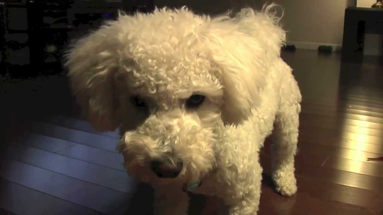 Bichon Frise Dog Playing with Tennis Ball and having lots of Fun - YouTube