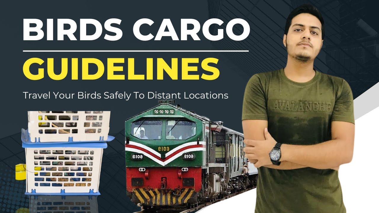 Birds Cargo Tips & Care || Gouldian Mutations Going Karachi to Lahore ...