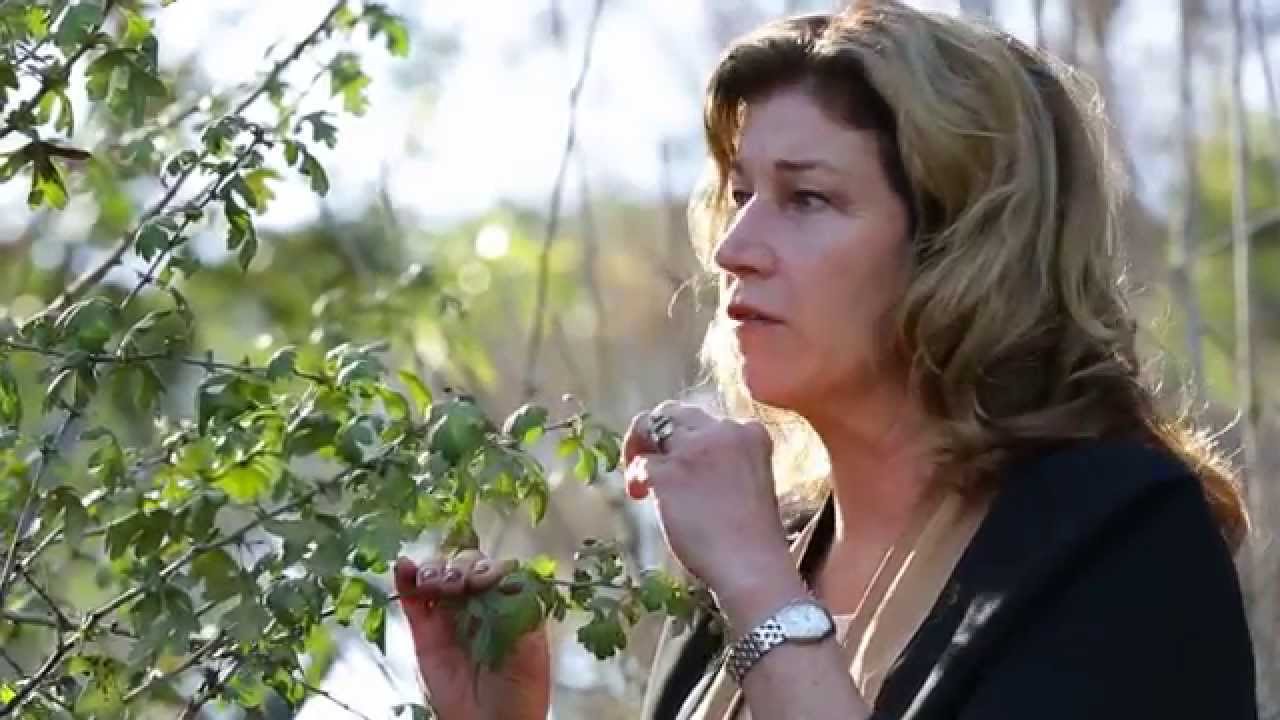 Introduction and Part 1 - Hawthorn - Amanda McQuade Crawford - YouTube
