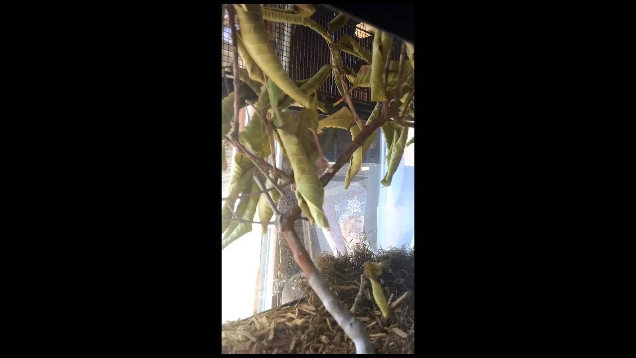 praying mantis eating mouse - YouTube