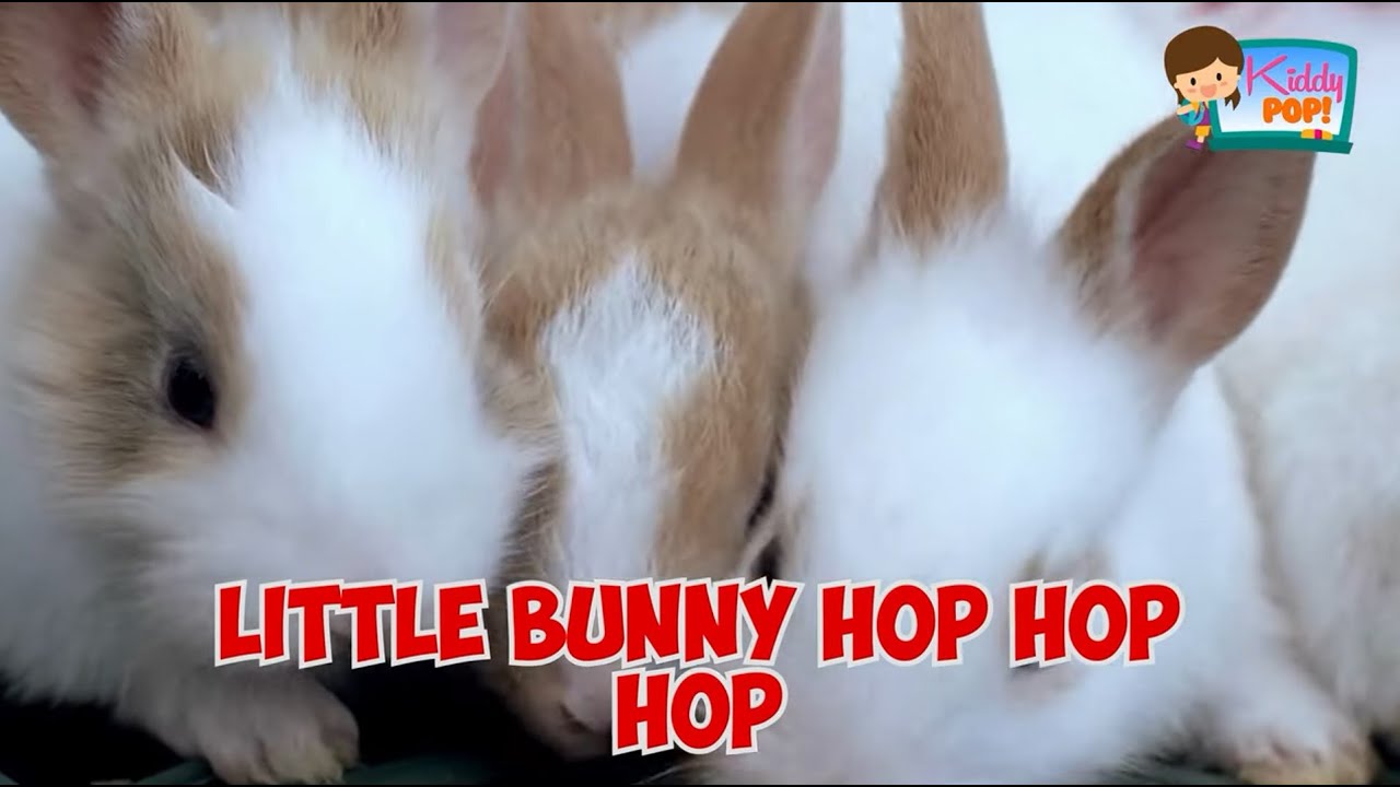 Bunny Hop Hop Hop - Kids Songs and Nursery Rhymes - YouTube