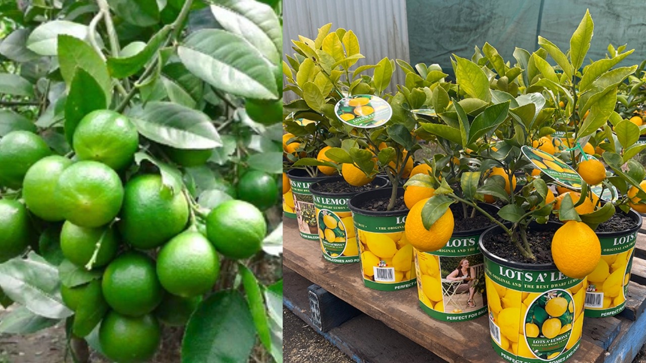 Grow lemon tree from cutting in water || grow lemon at home - YouTube