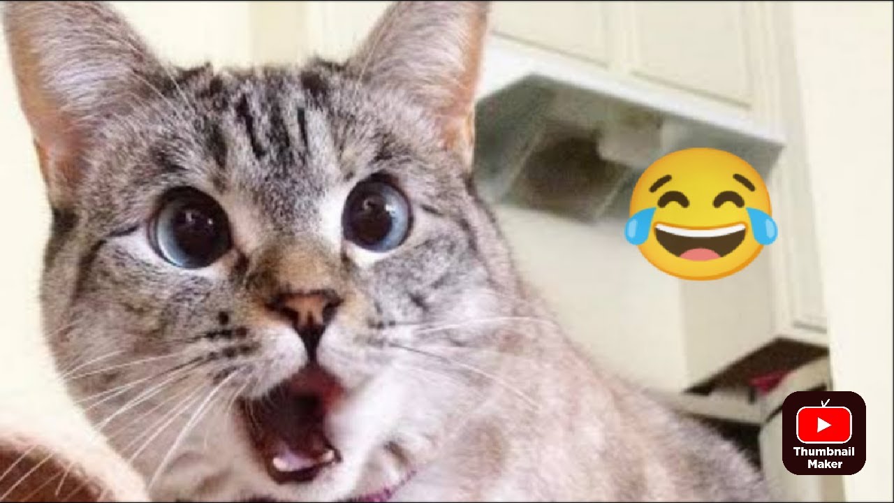 Fun animal Videos😂 - KUCING PALING GEMES IMUT DAN LUCU PART 6 Videos ...