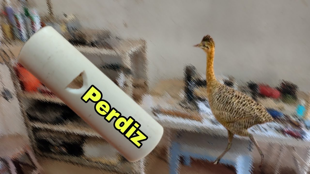 COMO FAZER UMA CHAMA PRA ATRAIR PERDIZ COM PVC? MUITO FÁCIL - YouTube