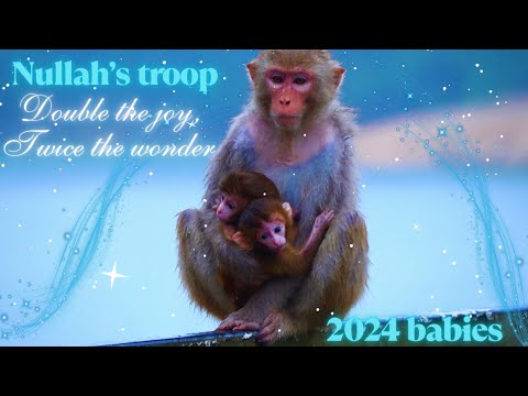 First-time mom & her two infants | Meet Bambi & Breeze 🍼❤️ 2024 Babies