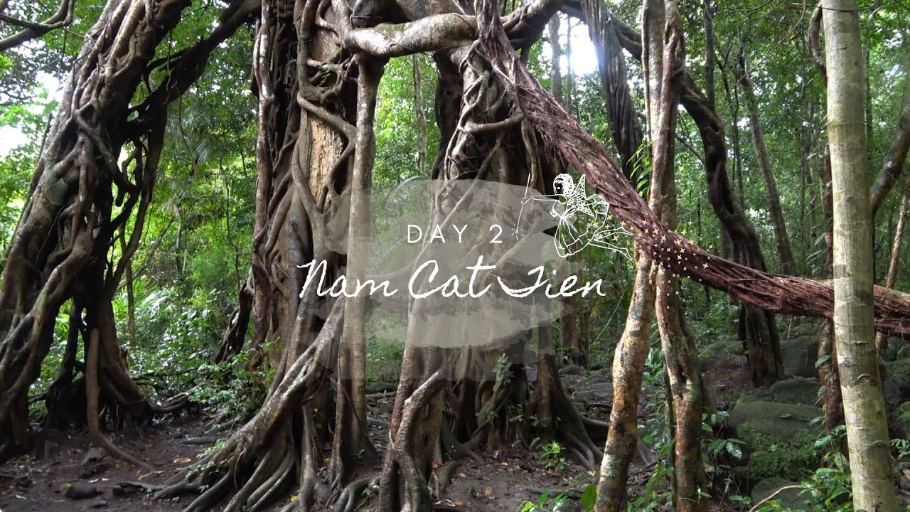 VIETNAM NATIONAL FOREST| DAY 2 - YouTube
