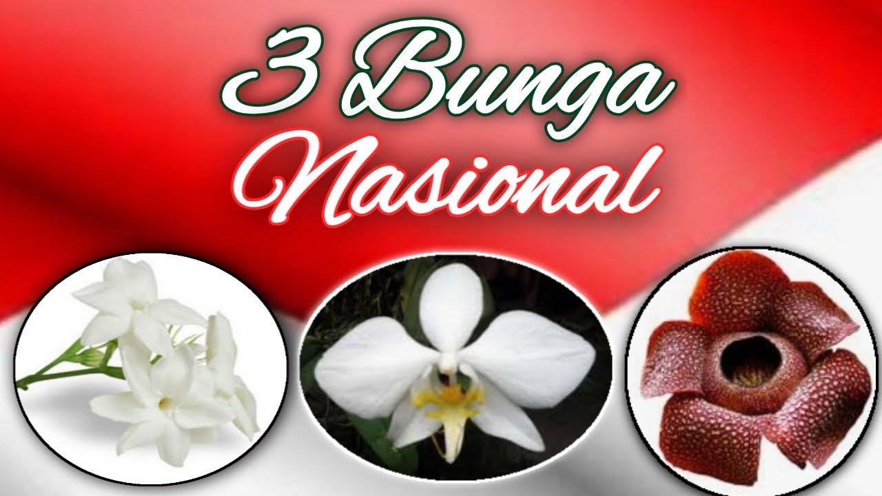 Bunga nasional negara Indonesia (3 bunga nasional bangsa Indonesia ...