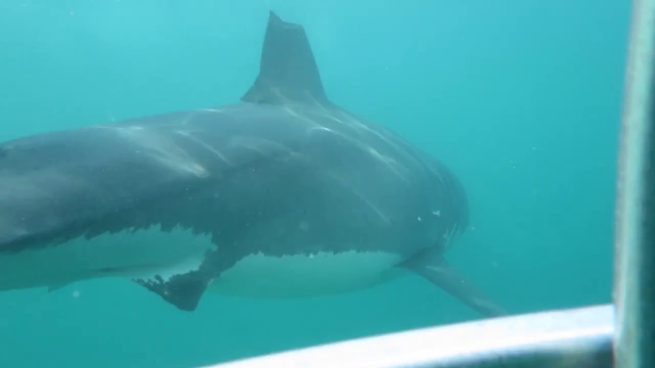 Face to Face with a BIG Great White Shark! - YouTube