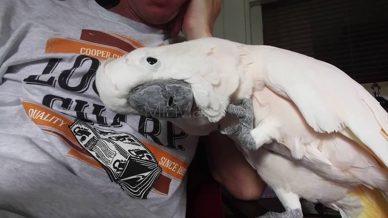 Mellow Max Moment - YouTube