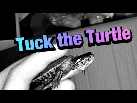 Tuck the turtle - YouTube