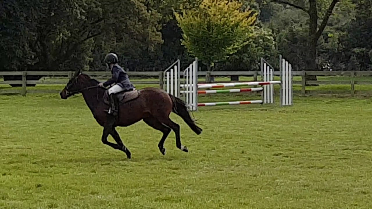 MUDDY 1 Meter Show Jumping Class Glistening Waters 2017 - YouTube
