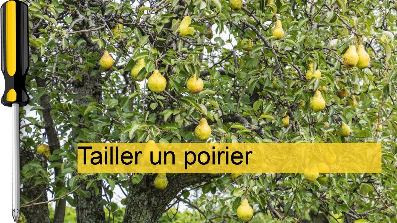 Guide Complet : Comment Tailler un Poirier pour une Récolte Abondante ...