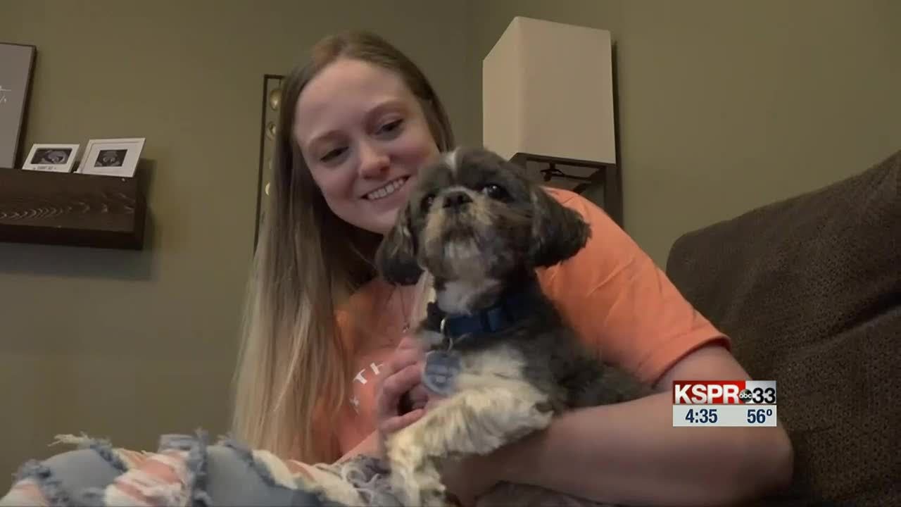 Leigh's Lost and Found: Shih Tzu amazingly survives ten days lost in ...